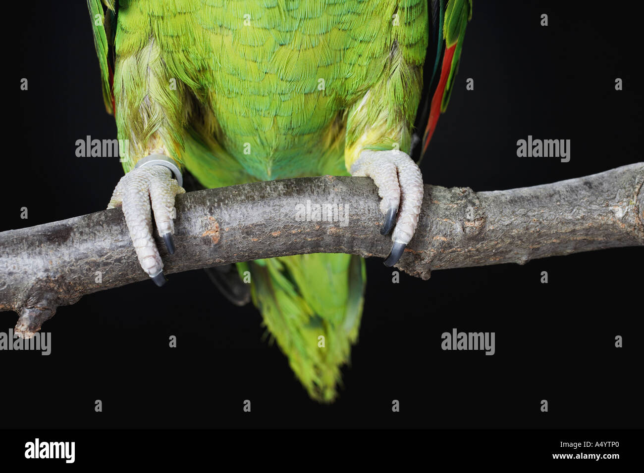 Bird Feet Branch High Resolution Stock Photography and Images - Alamy