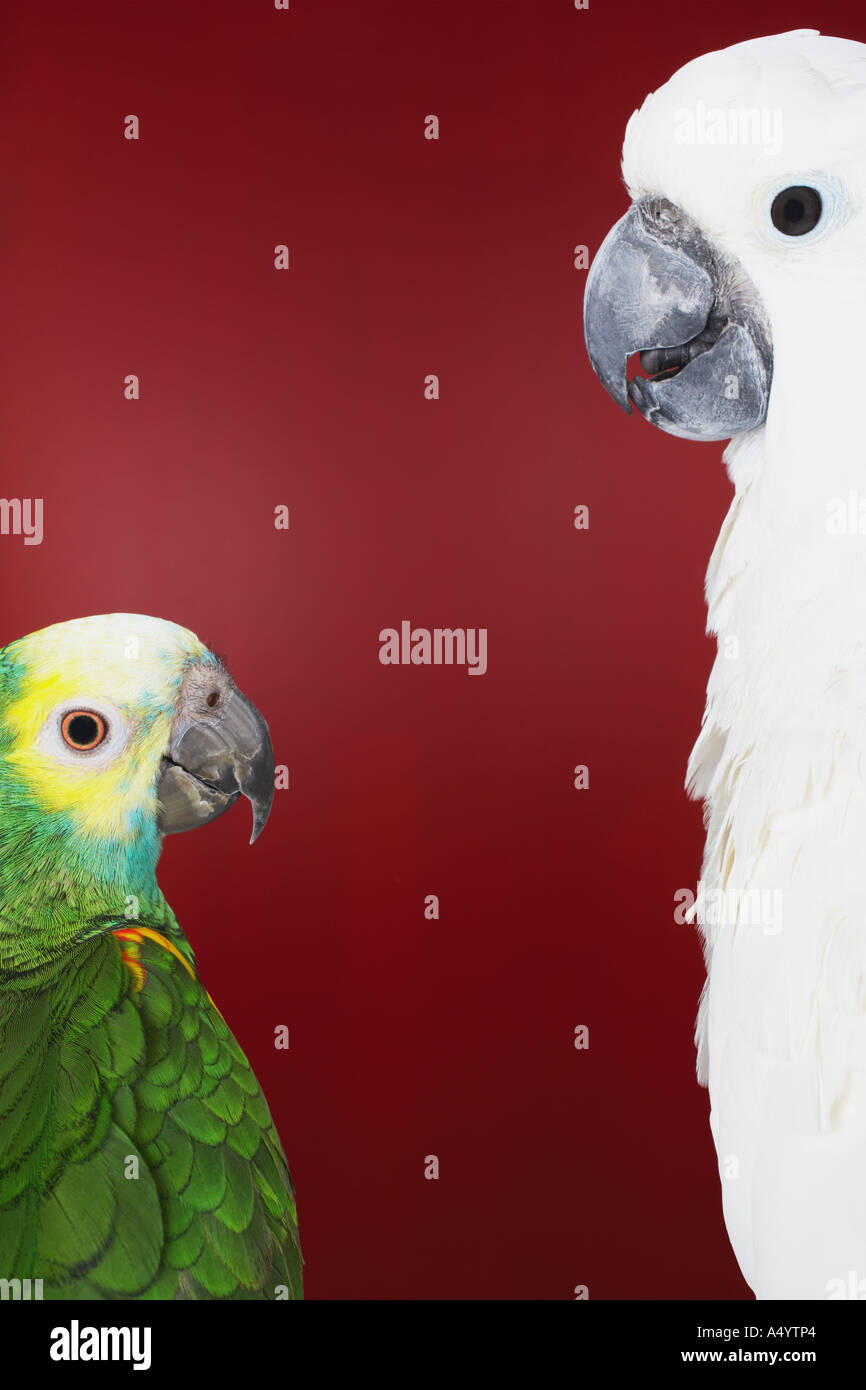 Cockatoo parrot hi-res stock photography and images - Alamy