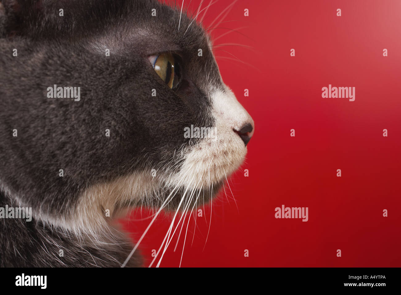 Side profile cat head hi-res stock photography and images - Alamy