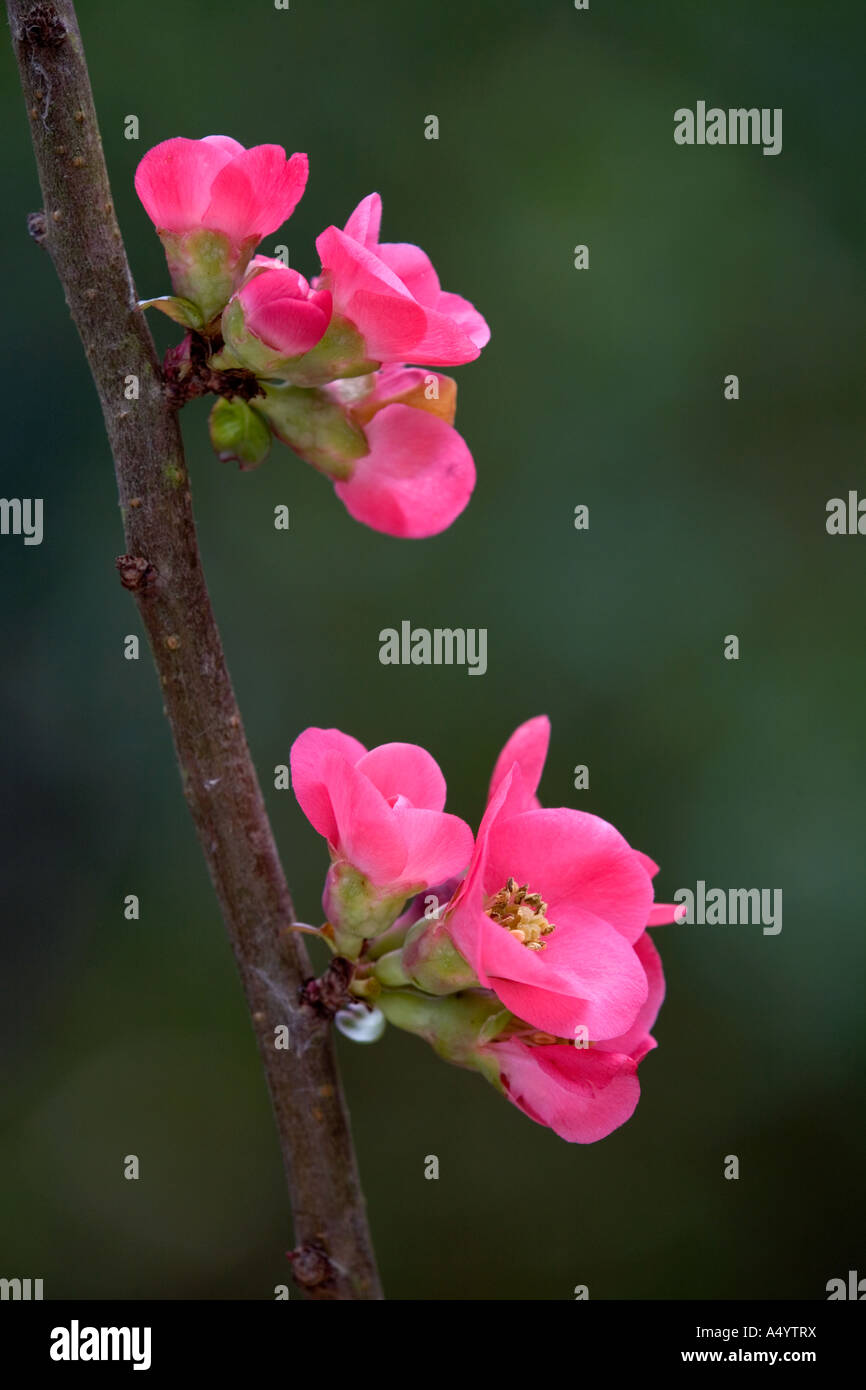Quince blossom cydonia oblonga hi-res stock photography and images - Alamy