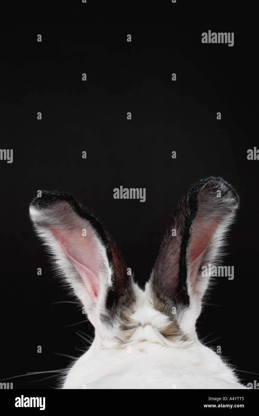 Rabbit rear view hi-res stock photography and images - Alamy