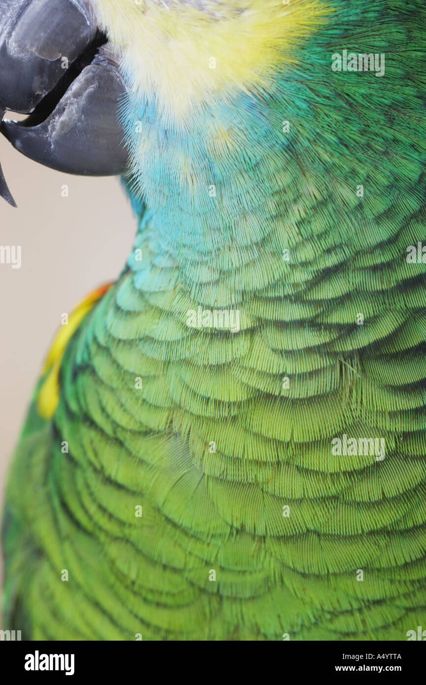 Parrot anatomy hi-res stock photography and images - Alamy