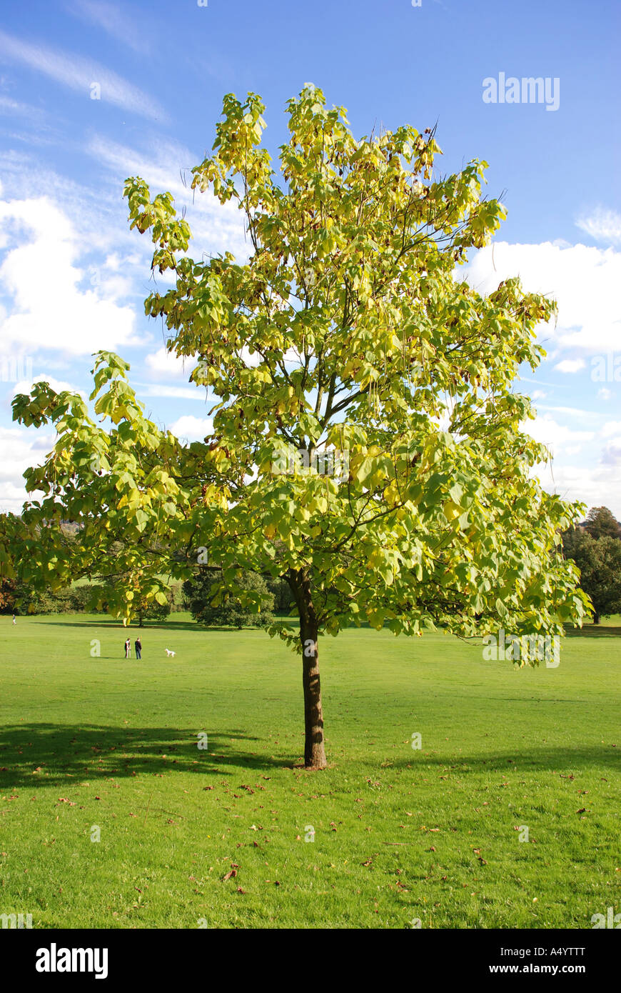 Silver beech tree hi-res stock photography and images - Alamy