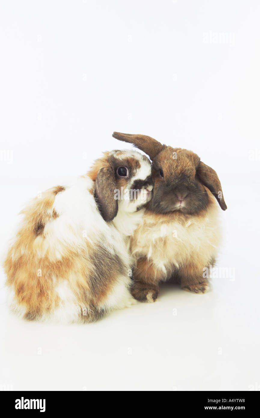 Two cute rabbits Stock Photo - Alamy