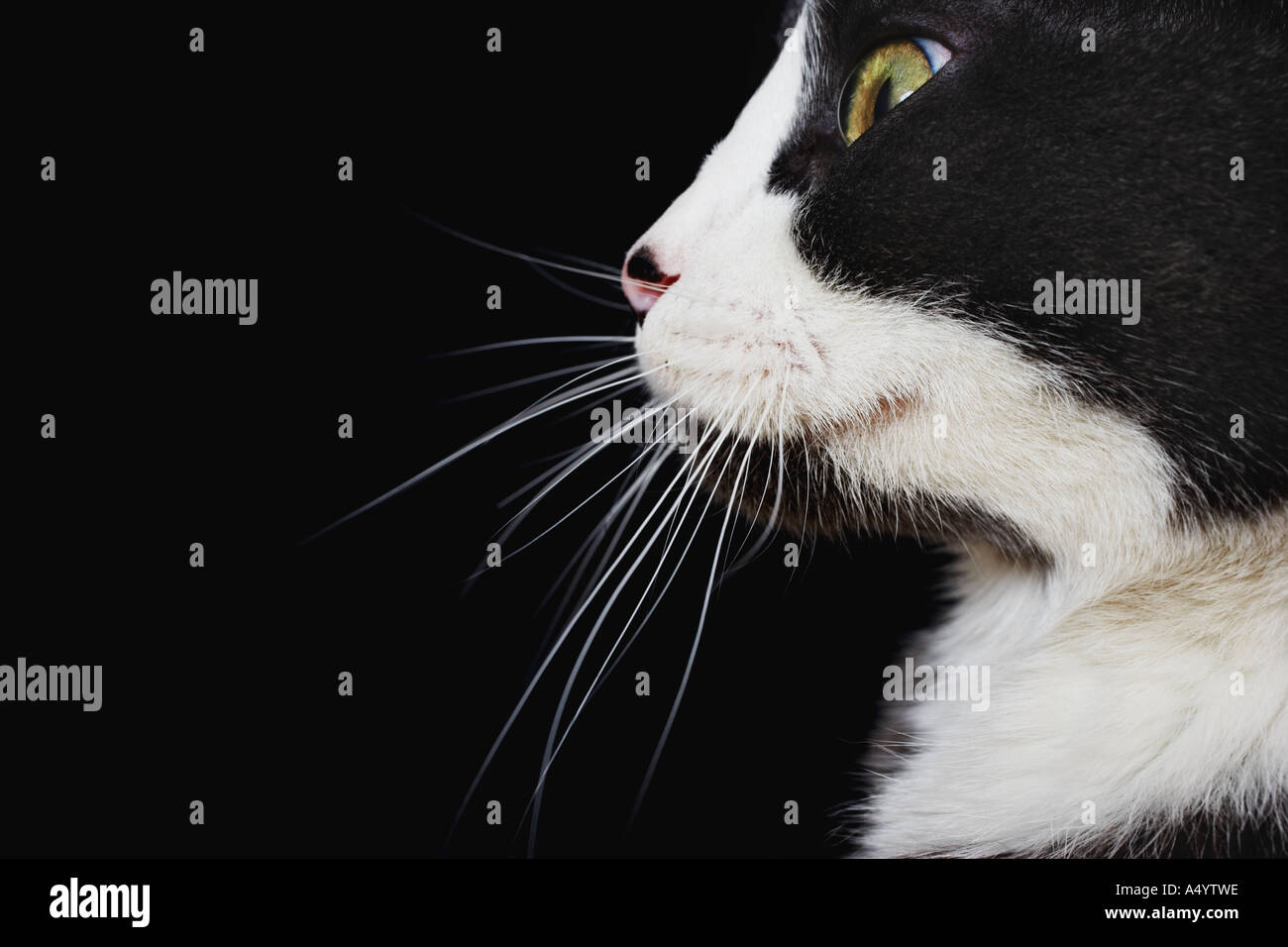 Side profile cat head hi-res stock photography and images - Alamy
