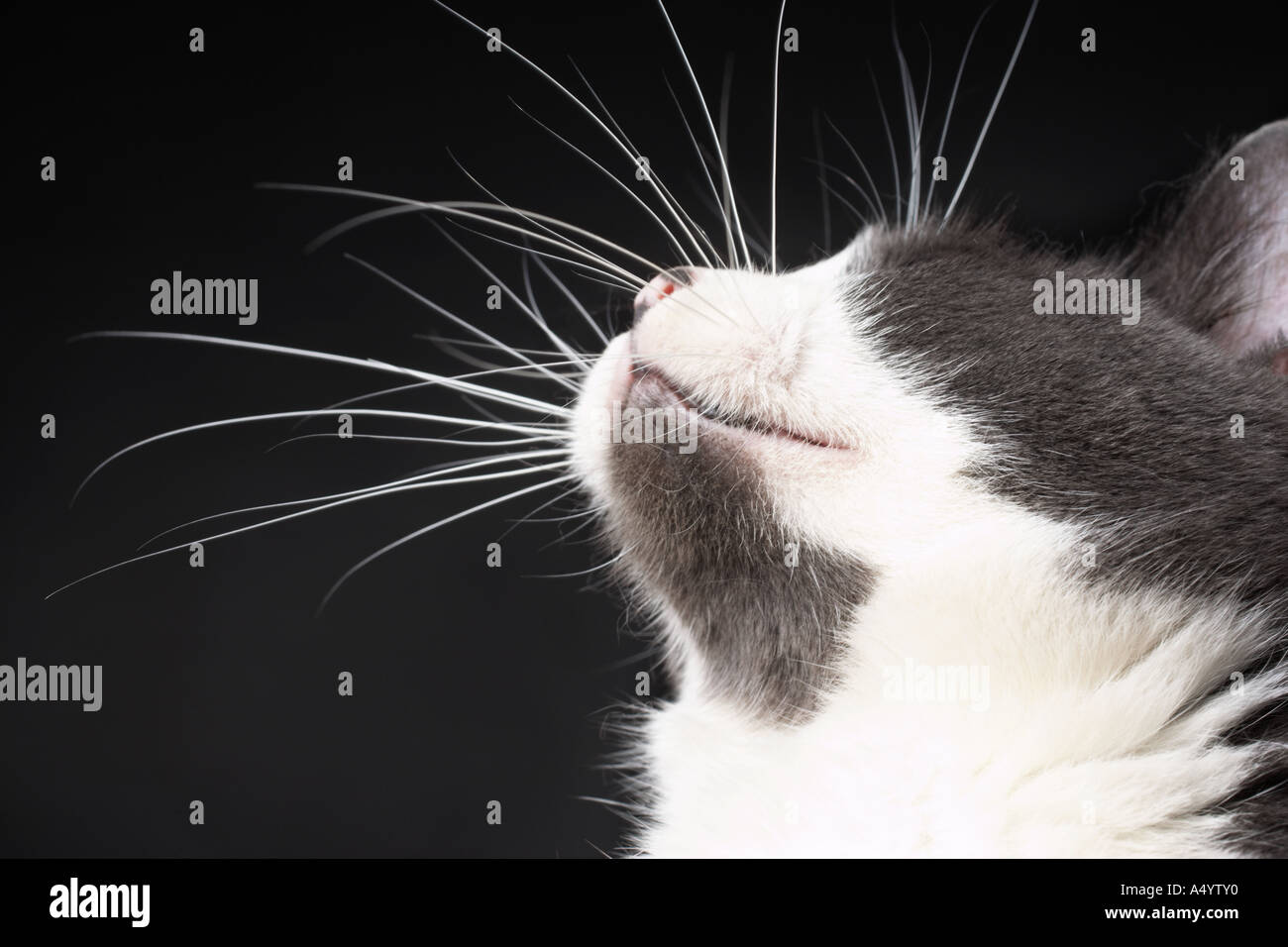 Head of cat looking up Stock Photo - Alamy