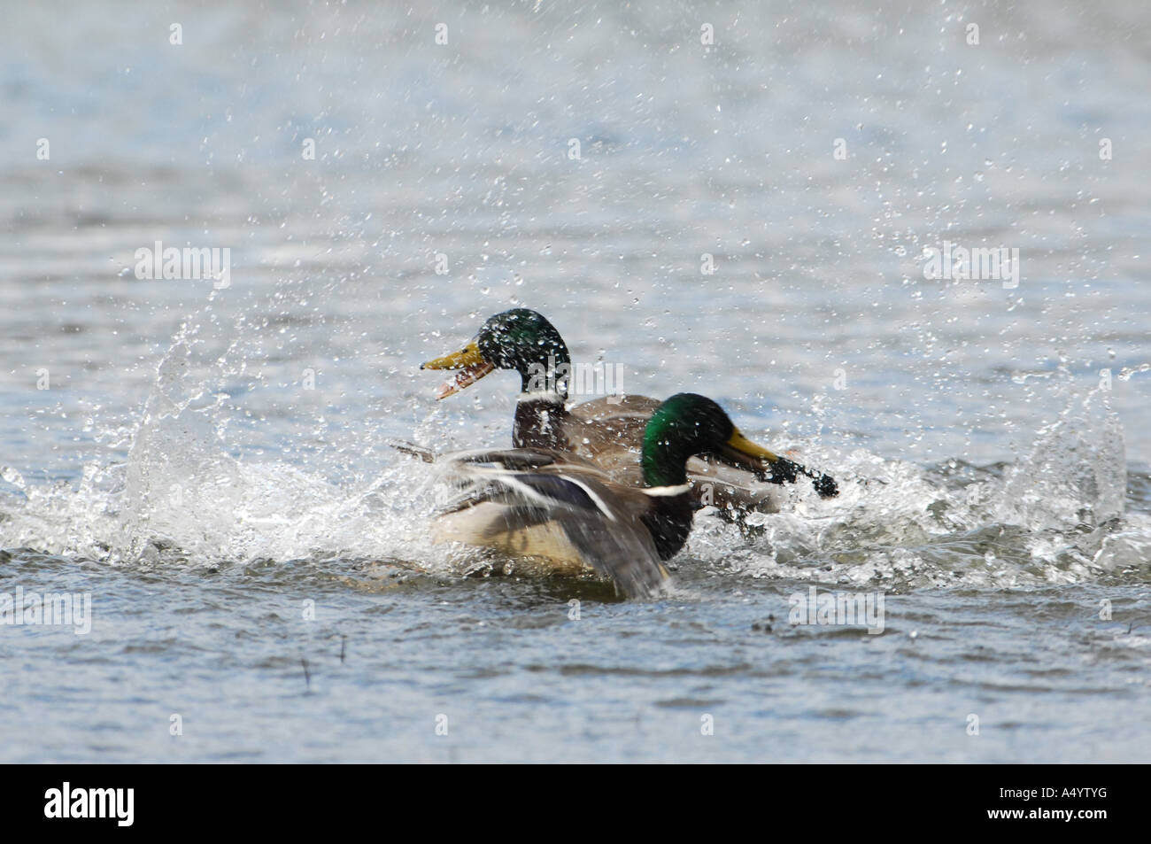 Duck fight mating season is here! Stock Photo - Alamy