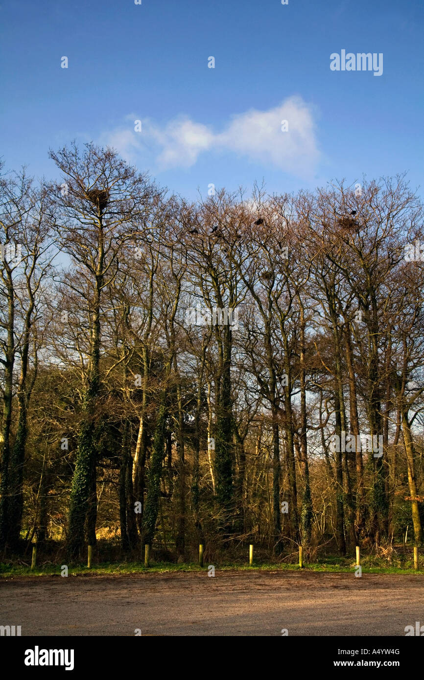 rookery in the trees tehidy country park cornwall Stock Photo - Alamy