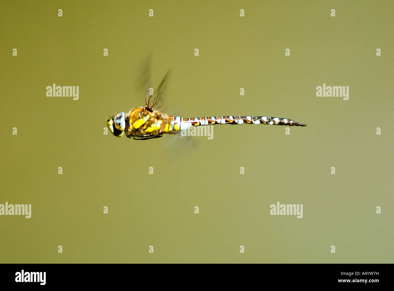 Migrant hawker dragonfly in flight Stock Photo - Alamy