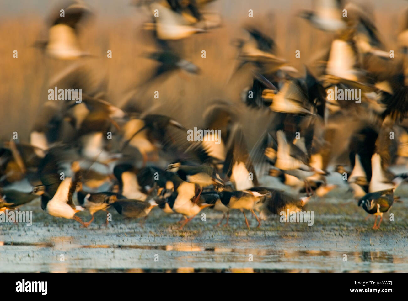 Flock of lapwing taking off Stock Photo - Alamy