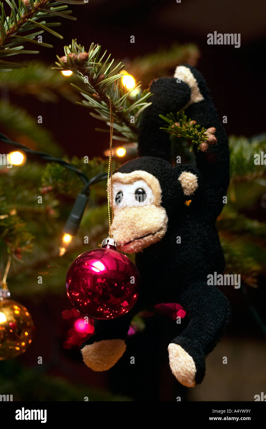 Orangutan swinging from tree hi-res stock photography and images - Alamy