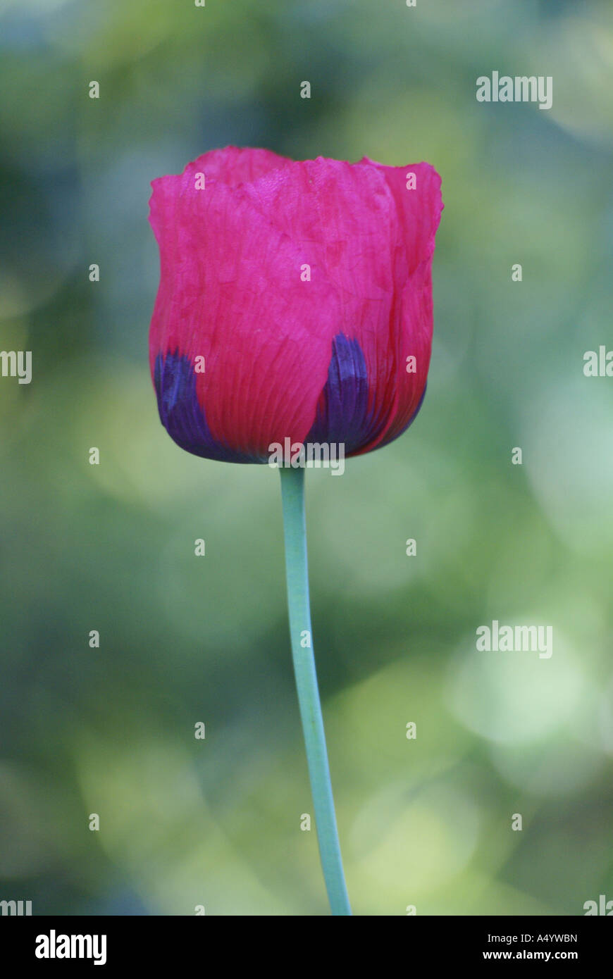 Pretty purple poppy flower hi-res stock photography and images - Alamy