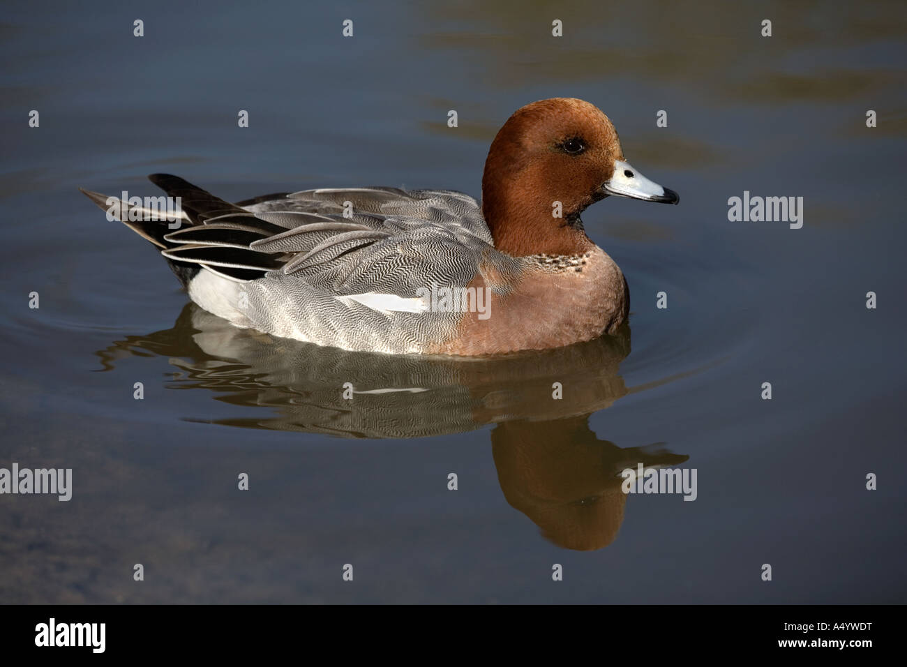 wigeon Anas penelope drake with reflection Stock Photo - Alamy