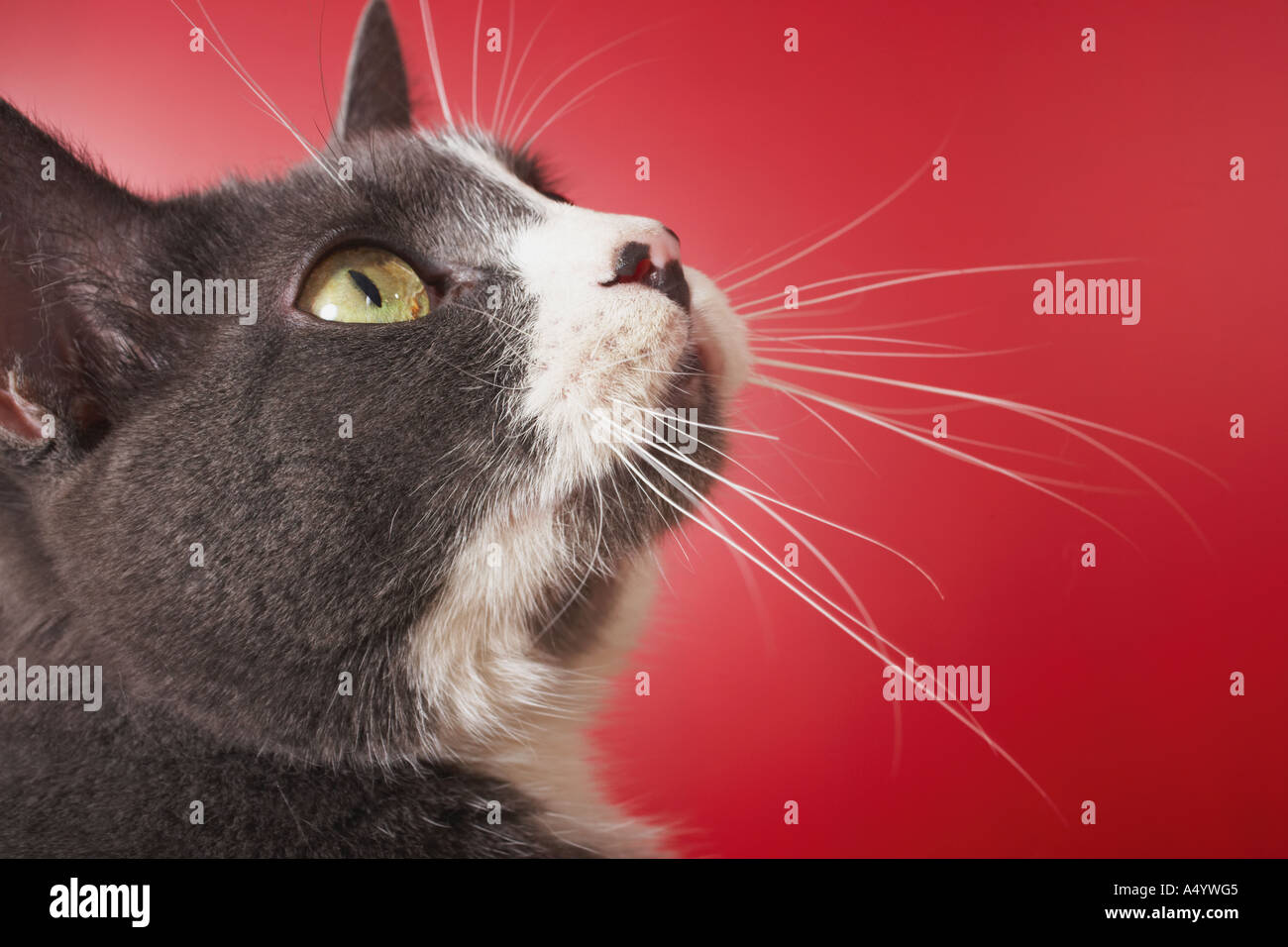 Animal head head shot cat hi-res stock photography and images - Alamy