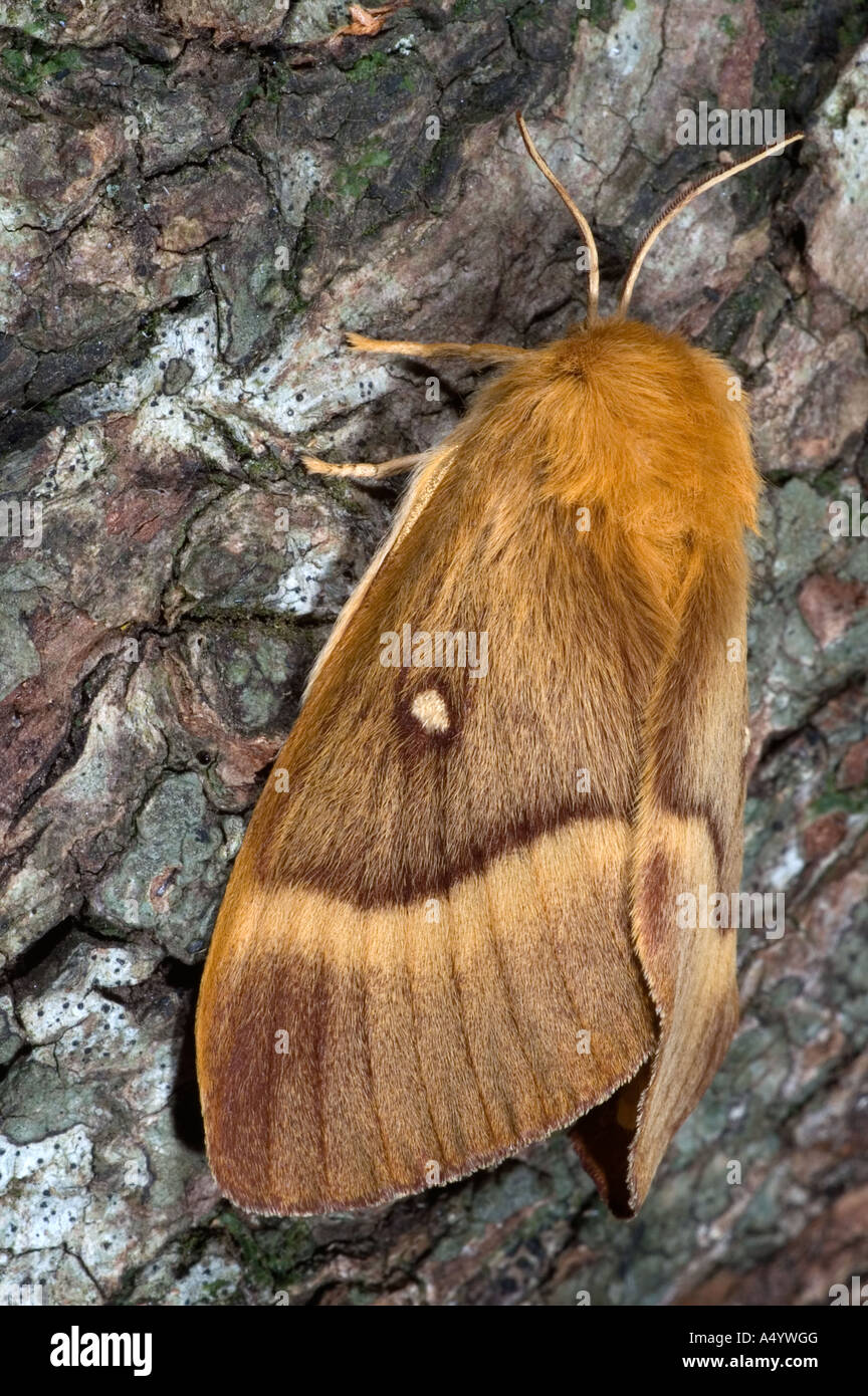 oak eggar moth Lasiocampa quercus female Stock Photo - Alamy