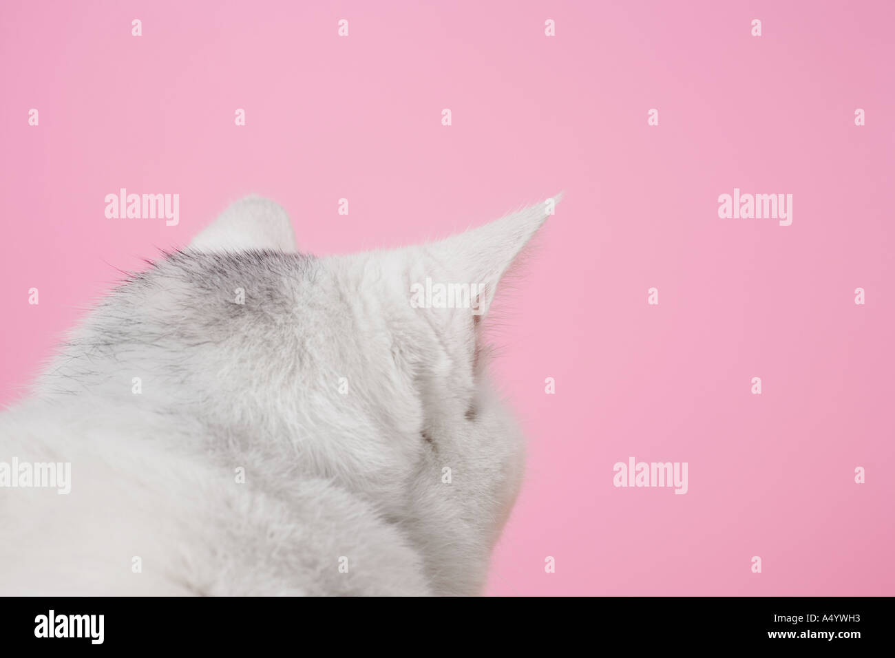 Cat head rear view hi-res stock photography and images - Alamy