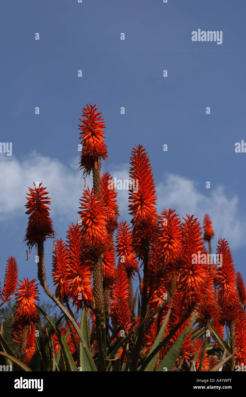 Aloe Vera Blooms Stock Photo - Alamy