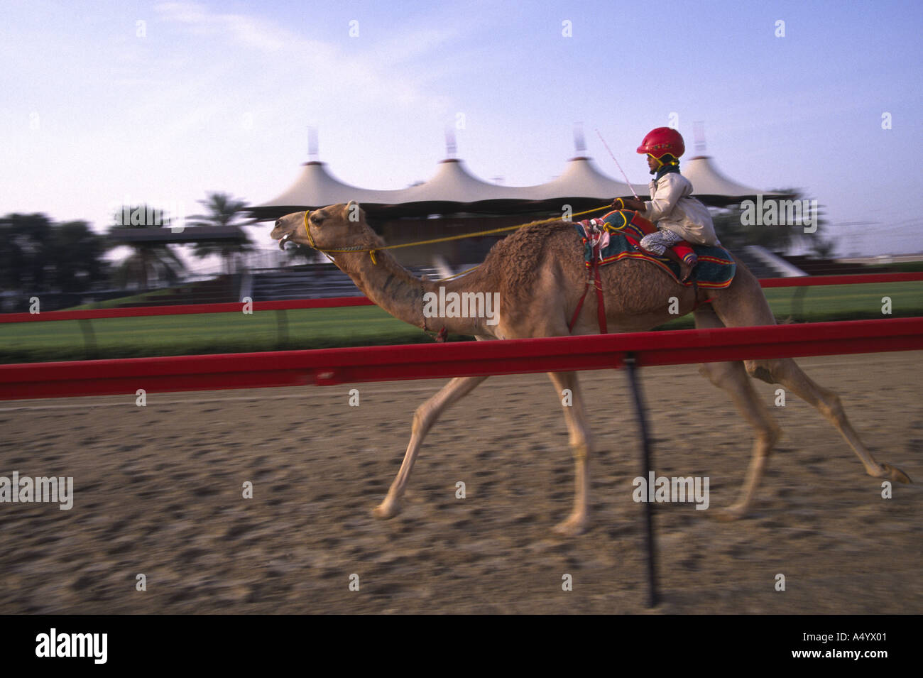 Young Boy Jockey Camel Race Dubai United Arab Emirates Stock Photo - Alamy