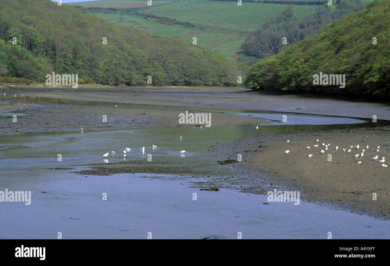view from looe looking up river with kilminorth woods to the left hand ...