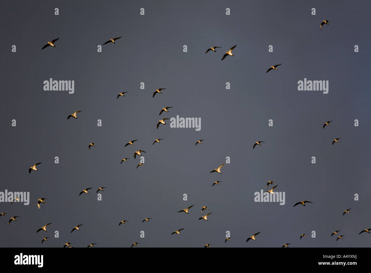 golden plover Pluvialis apricaria flock in flight Stock Photo - Alamy