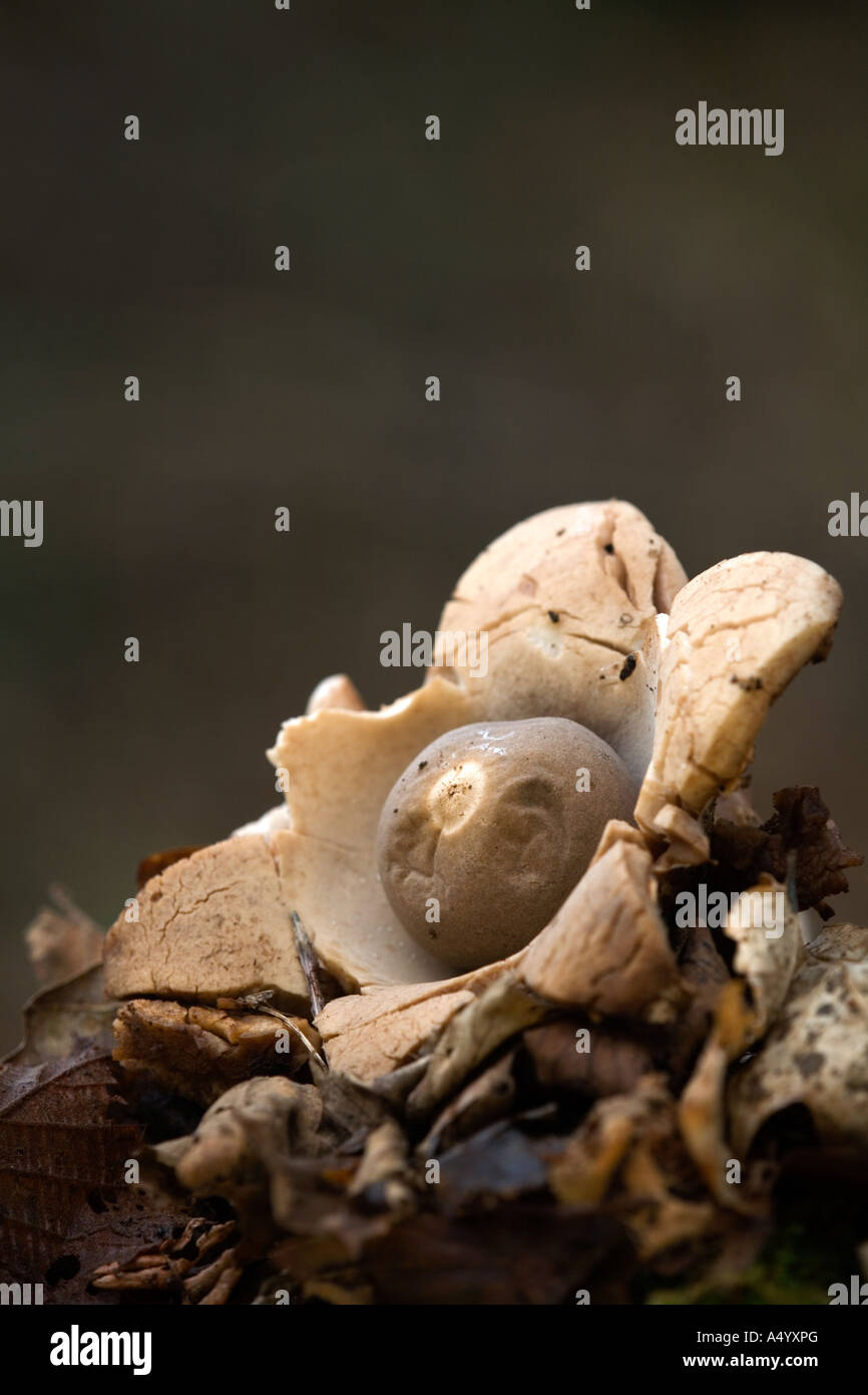 Common earthstar hi-res stock photography and images - Alamy