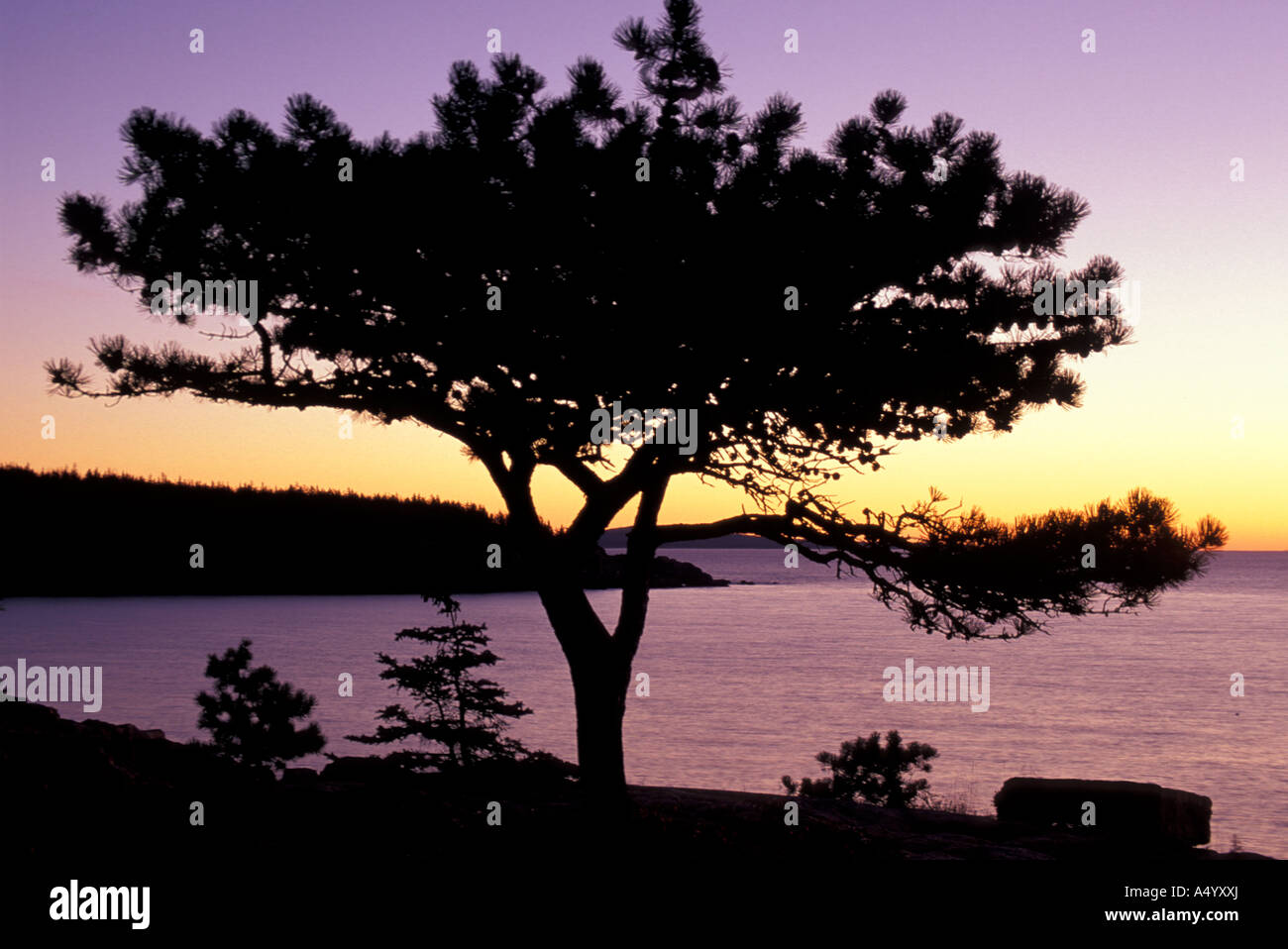 Acadia National Park ME Pitch Pine pinus rigida Ocean drive at sunrise ...