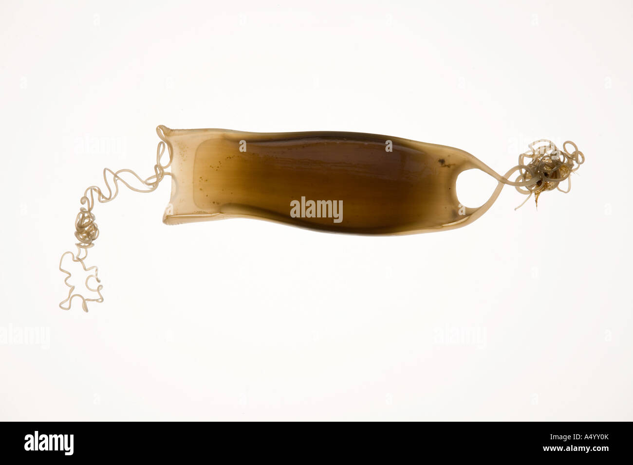 dogfish Scyliorhinus canicula egg case or mermaid s purse Stock Photo ...