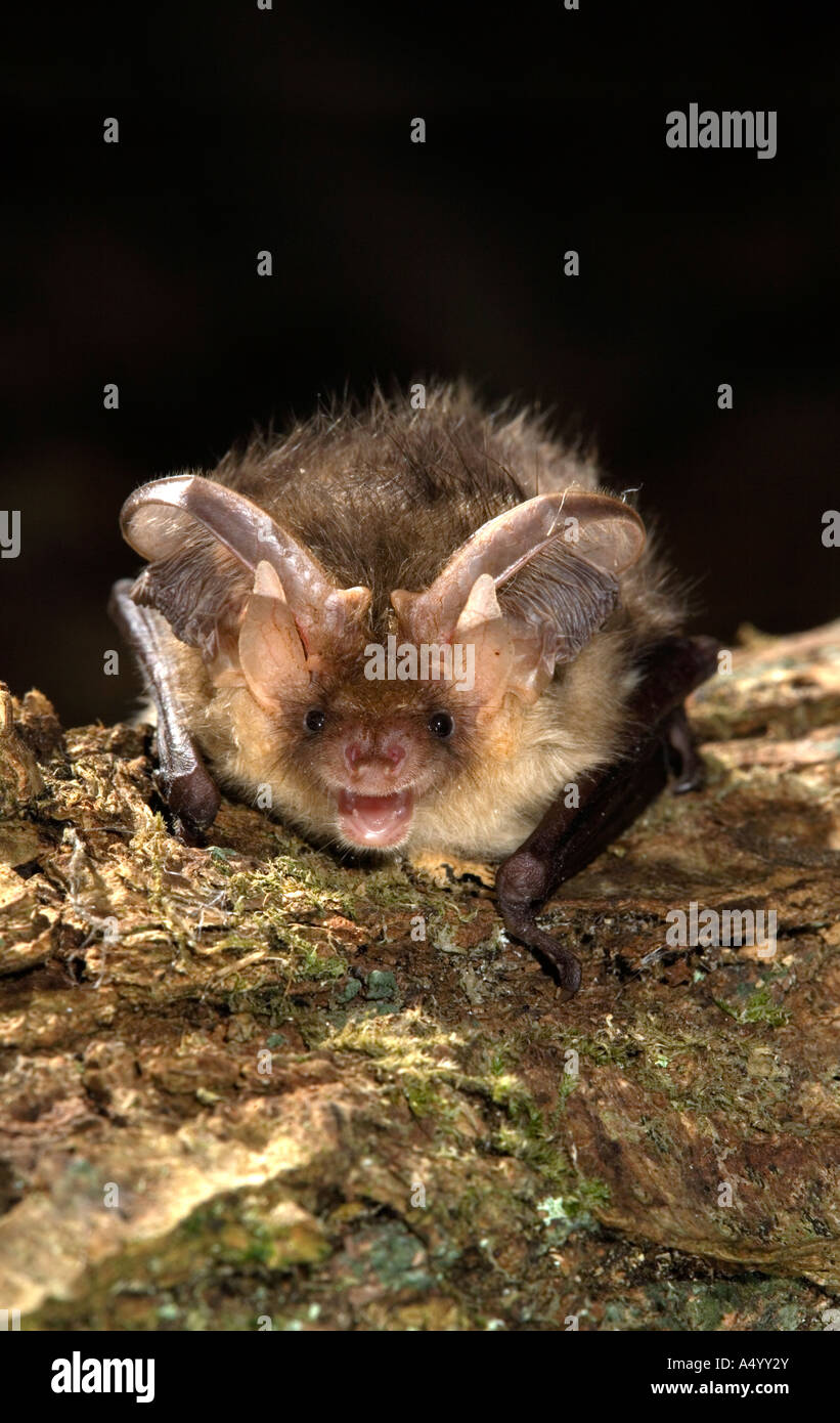brown long eared bat Plecotus auritus showing facial features Stock ...