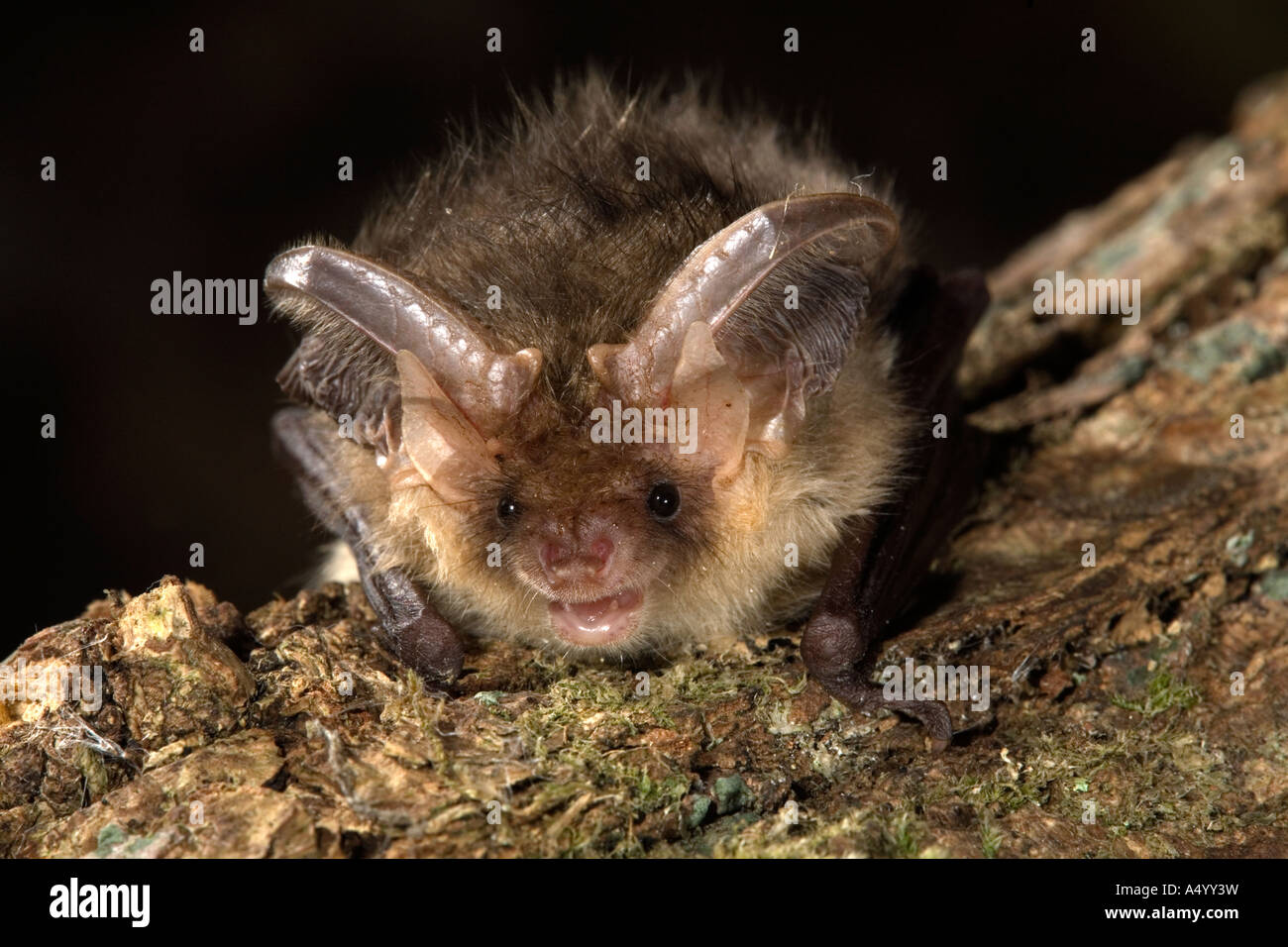 brown long eared bat Plecotus auritus on a log showing facial features ...