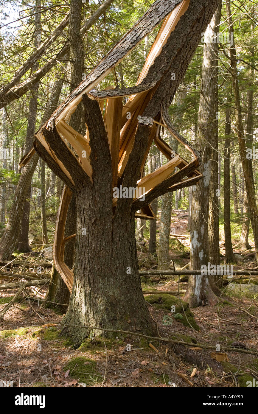 A broken spruce tree near Eagle Lake in Acadia National Park USA Stock ...
