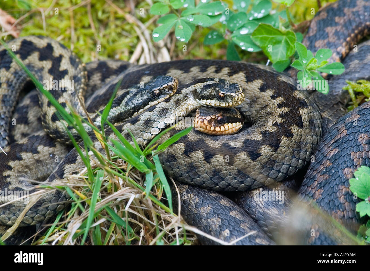 Vipera berus adders hi-res stock photography and images - Alamy