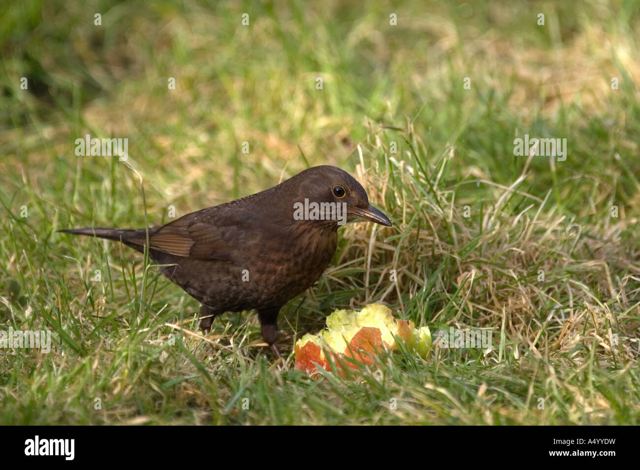 Blackbird eating apples hi-res stock photography and images - Alamy