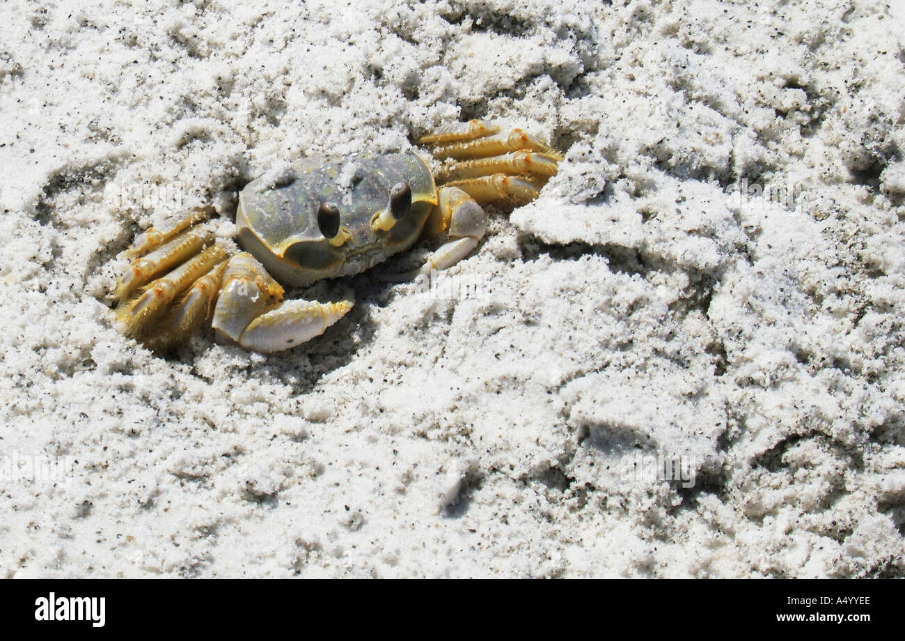 a crab burying itself in the sand Stock Photo - Alamy