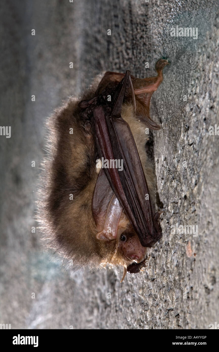 Cute bat uk hi-res stock photography and images - Alamy