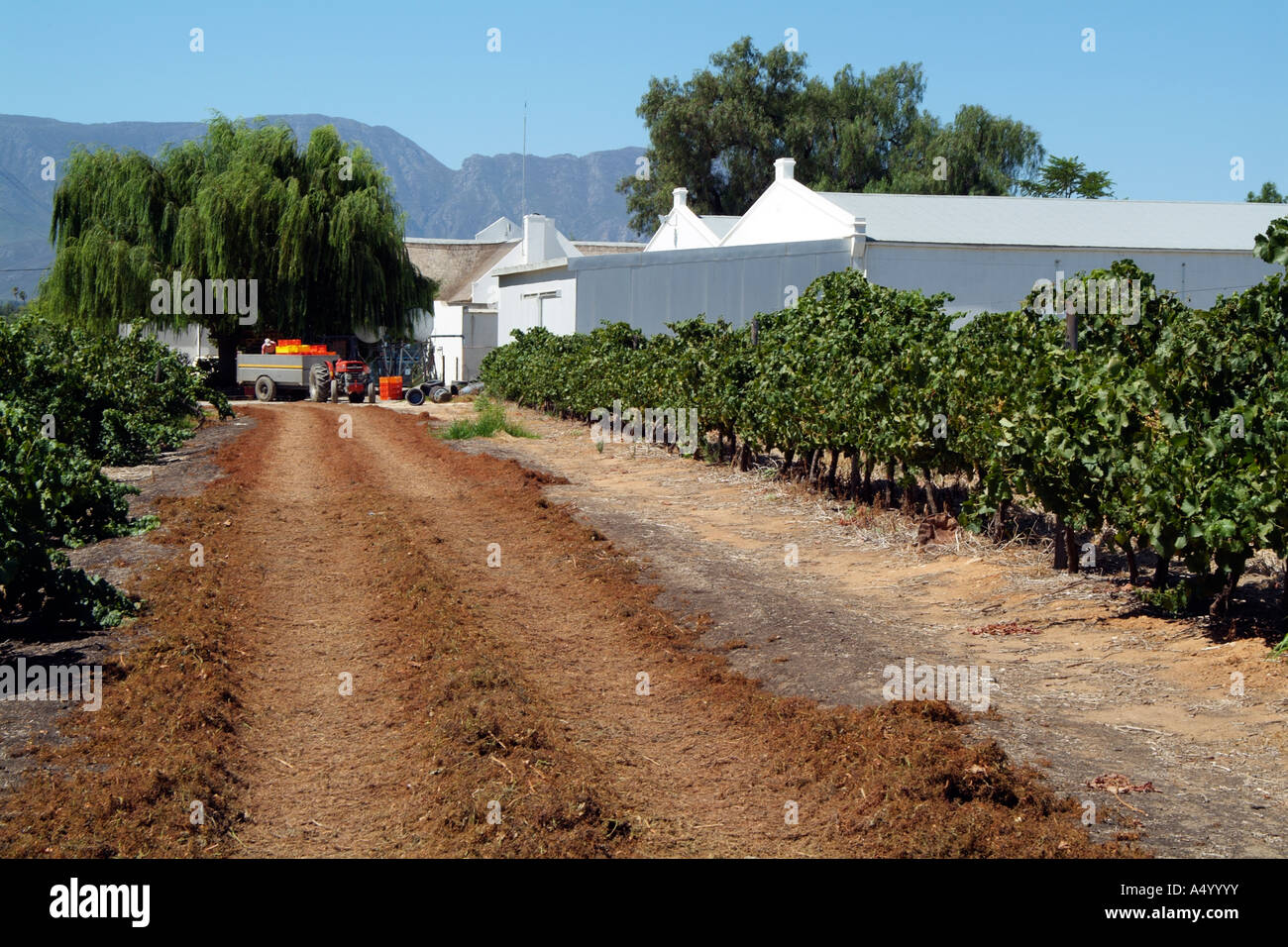 Vineyard.Must. Grape skins and stalks used to make roadway through ...