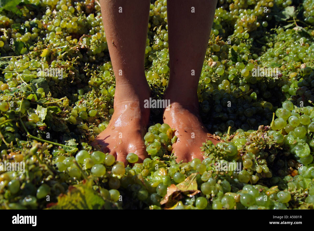Grape treading hi-res stock photography and images - Alamy