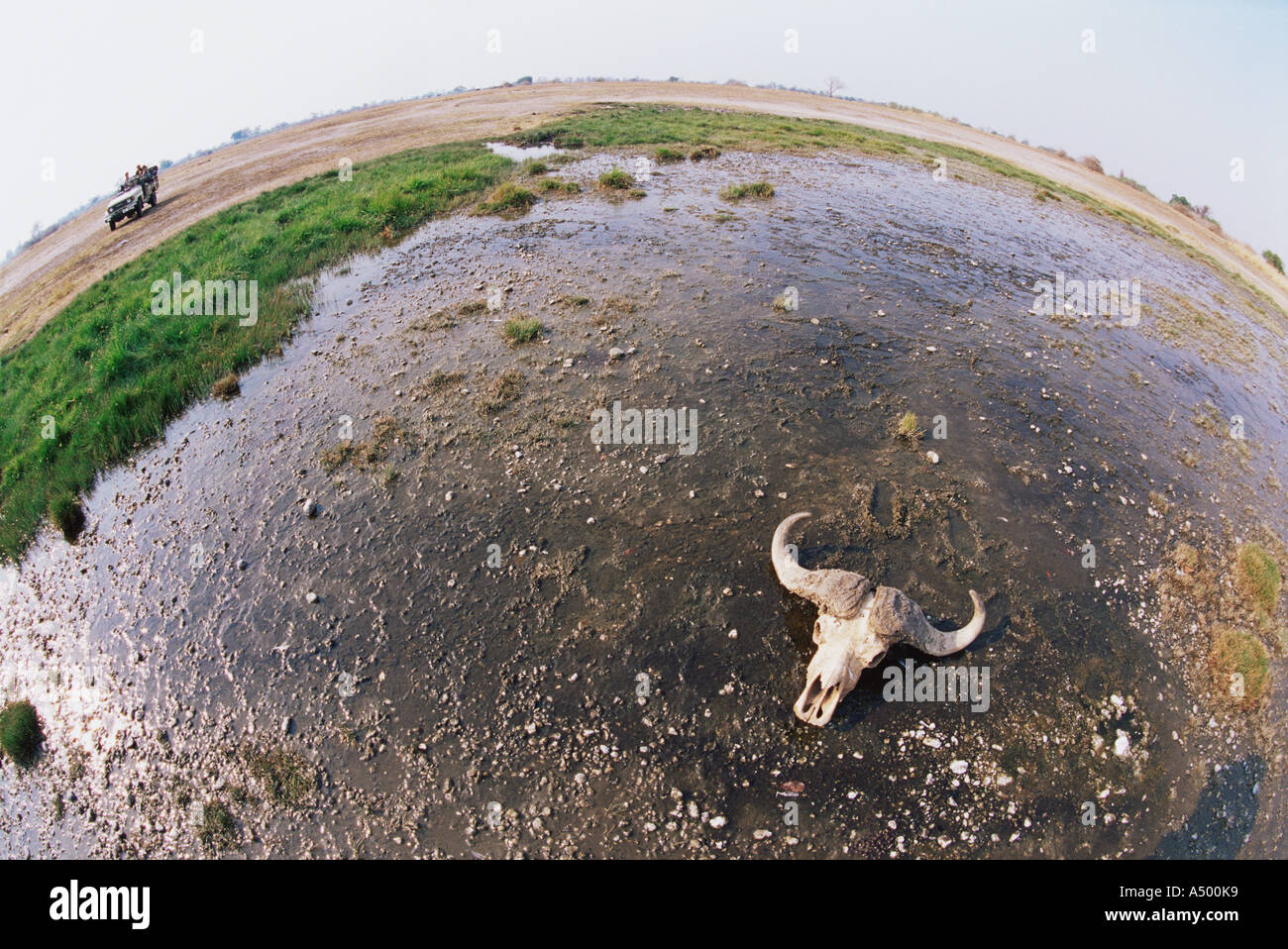 Ox skull in field Stock Photo - Alamy