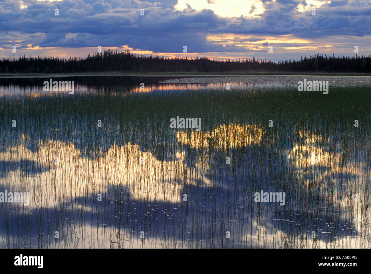 Tetlin nwr hi-res stock photography and images - Alamy