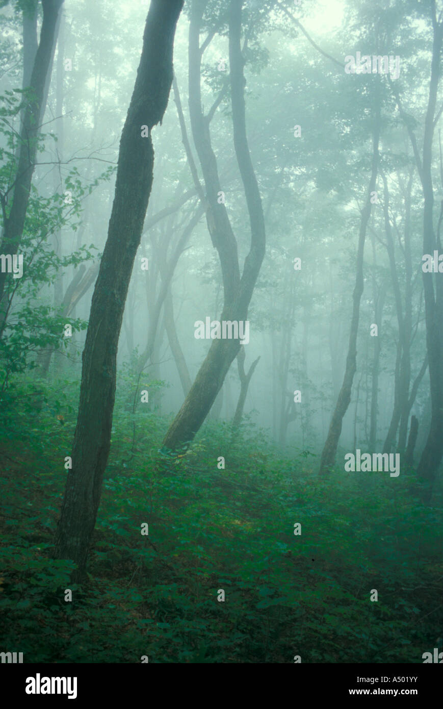 Hawkes Trail Mt Hor Vermont Fog fills the forest below Mt Hor near ...