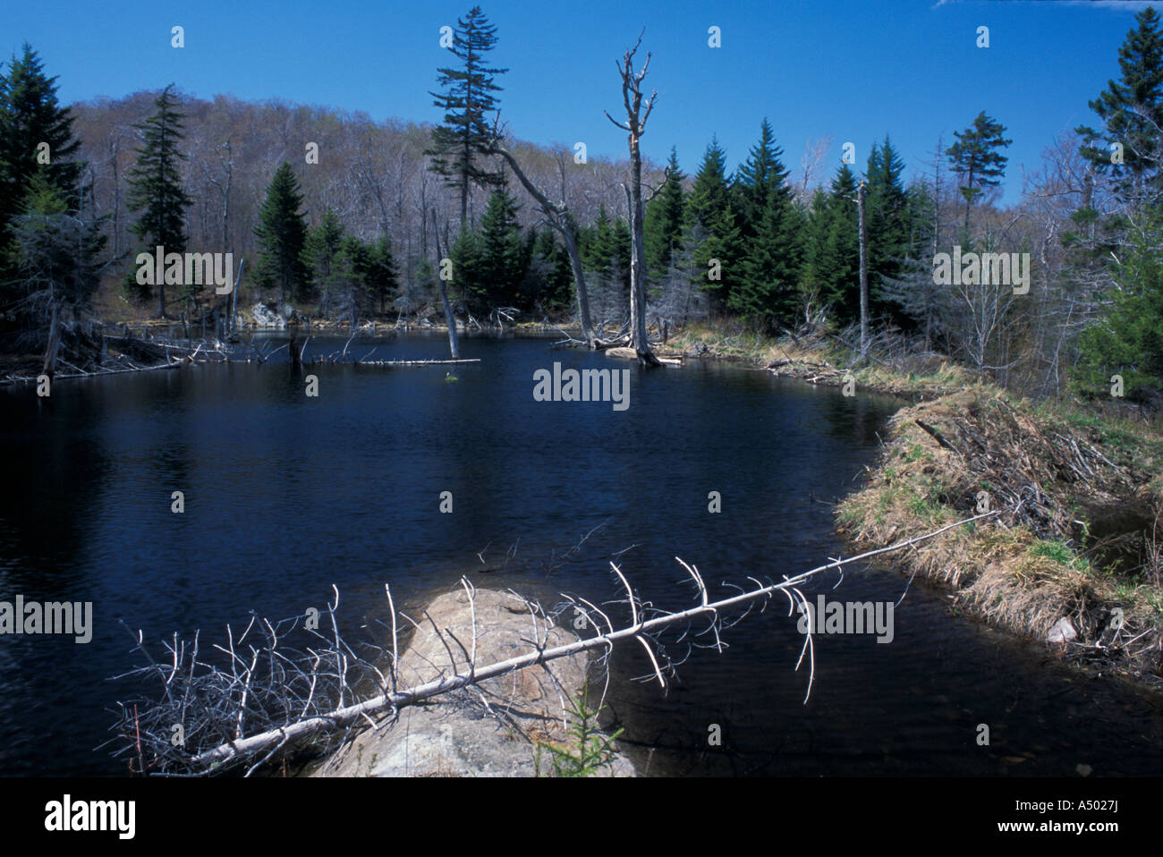 A beaver pond in the Green Mountains in southern Vermont Part of the ...