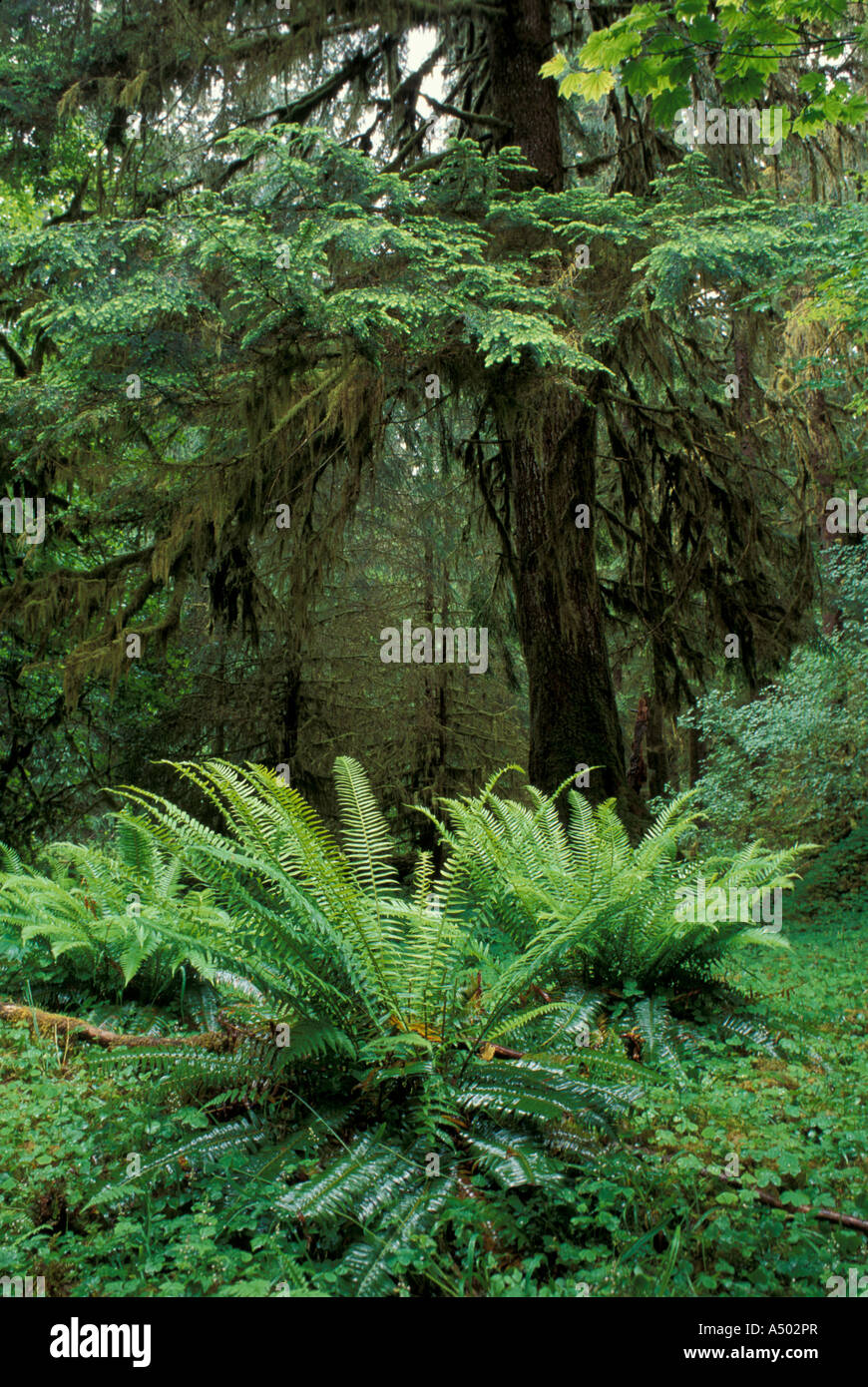 Humid temperate rainforests hi-res stock photography and images - Alamy