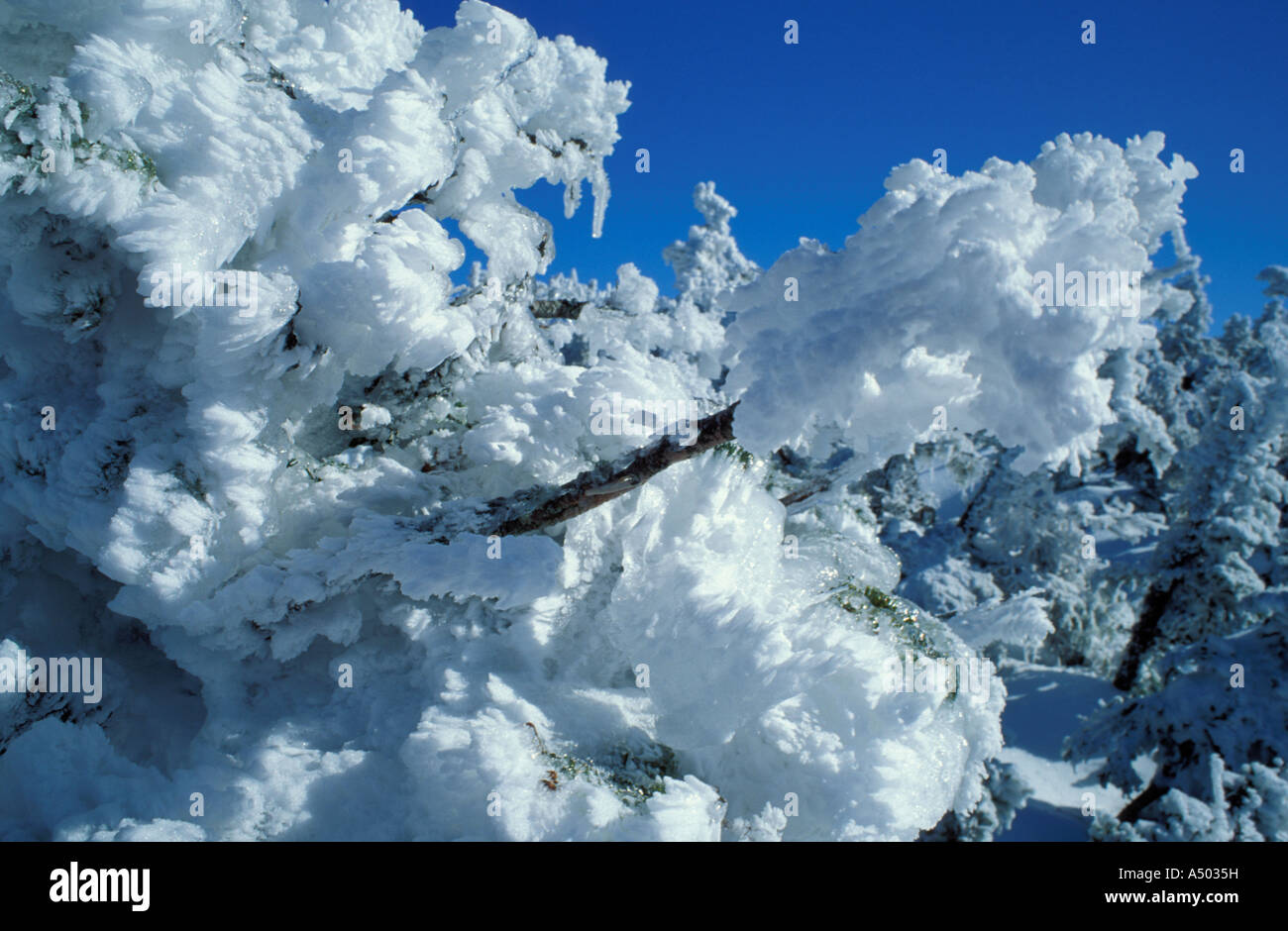 Rime ice coats the spruce with Mt Washington in the distance ...