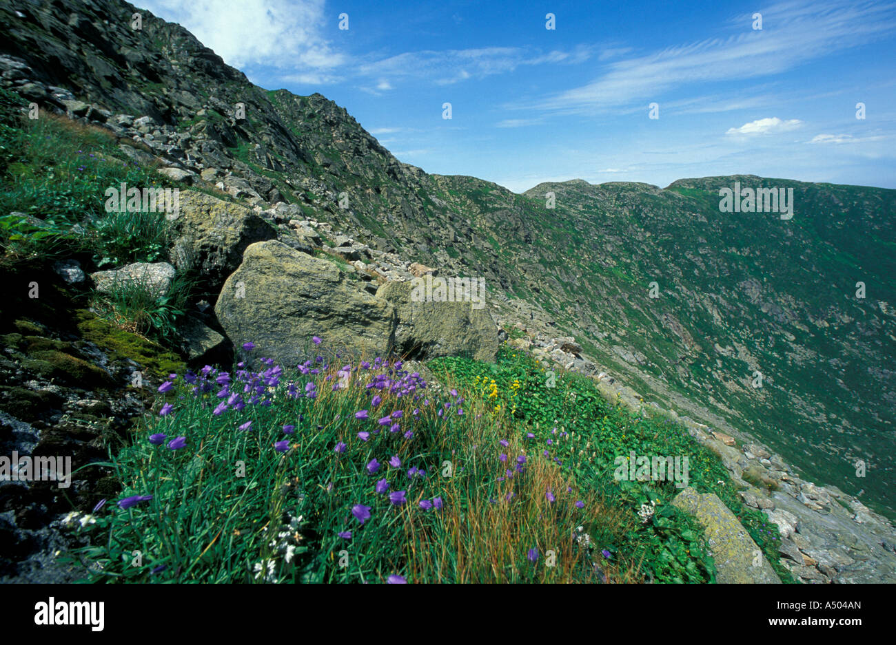 Wildflowers bloom on the Great Gulf headwall Great Gulf Trail Biggest ...