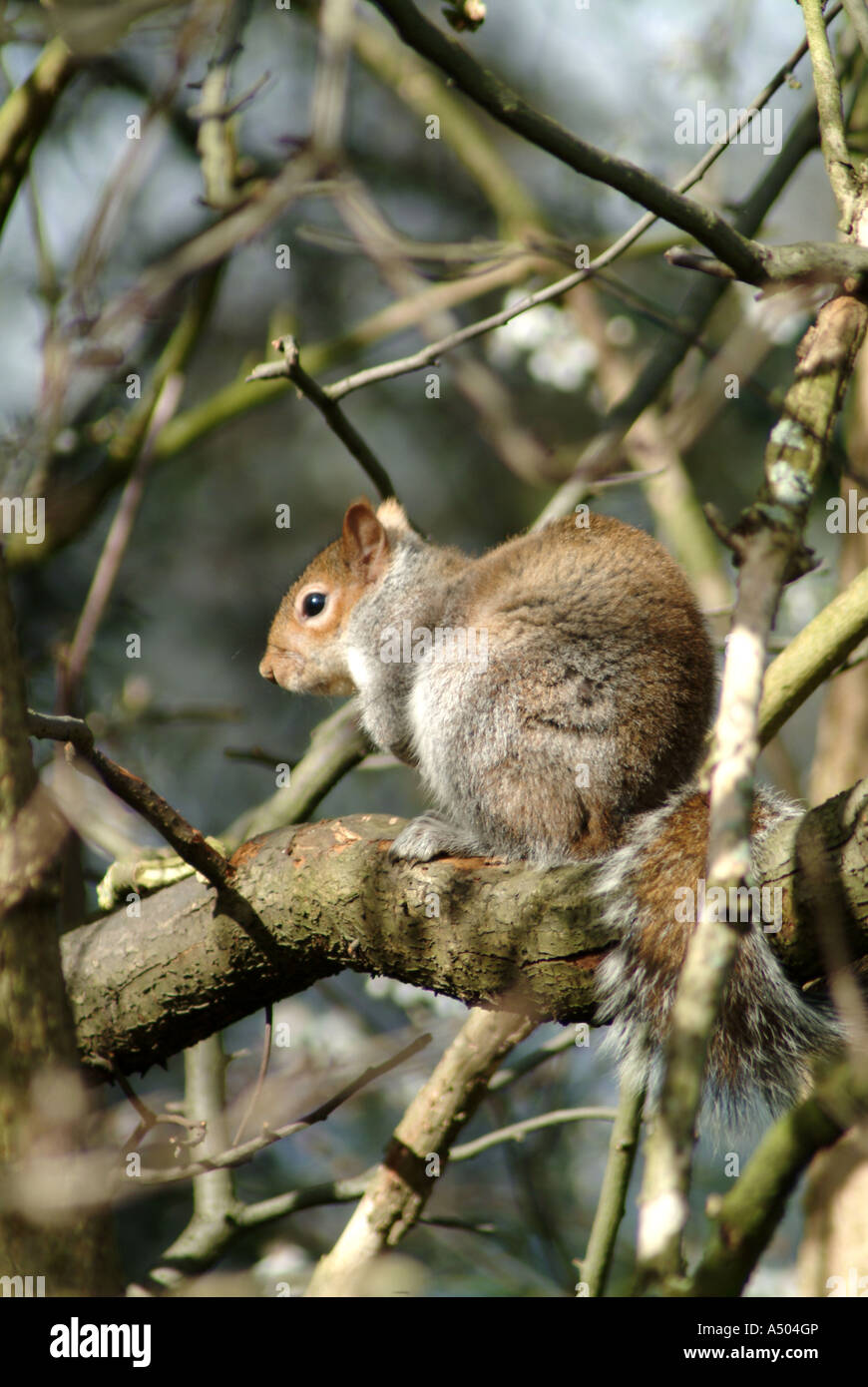 Grey squirrel in St James Park London Stock Photo - Alamy