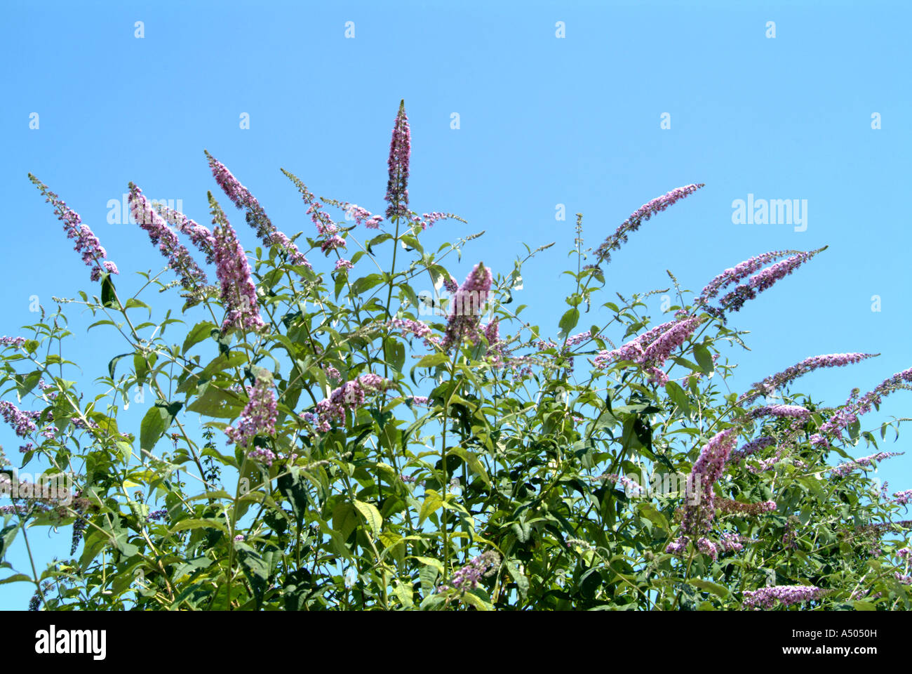 Wildflowers on waste ground at Stratford London Stock Photo - Alamy