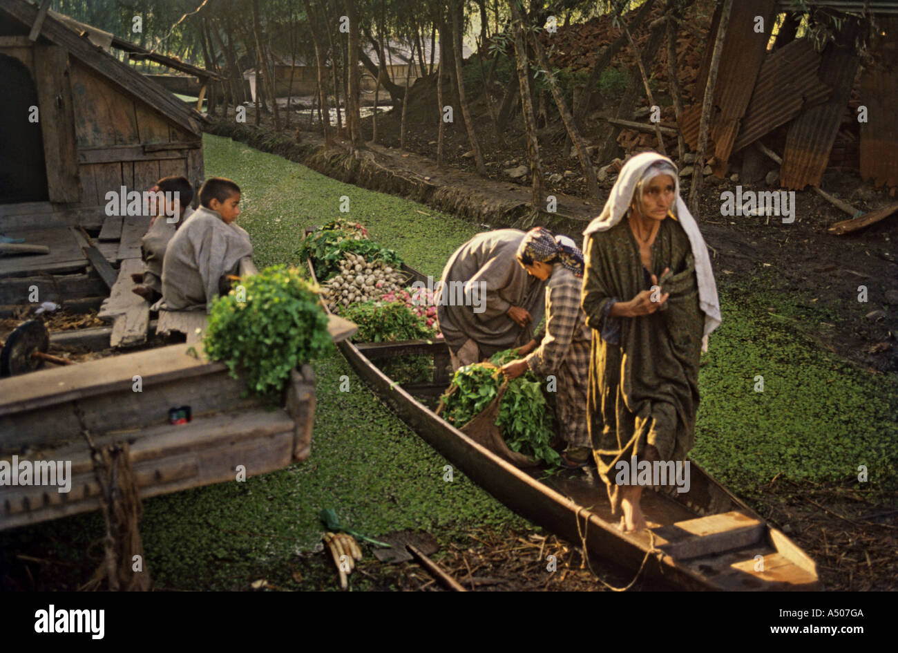 Working shikara hi-res stock photography and images - Alamy