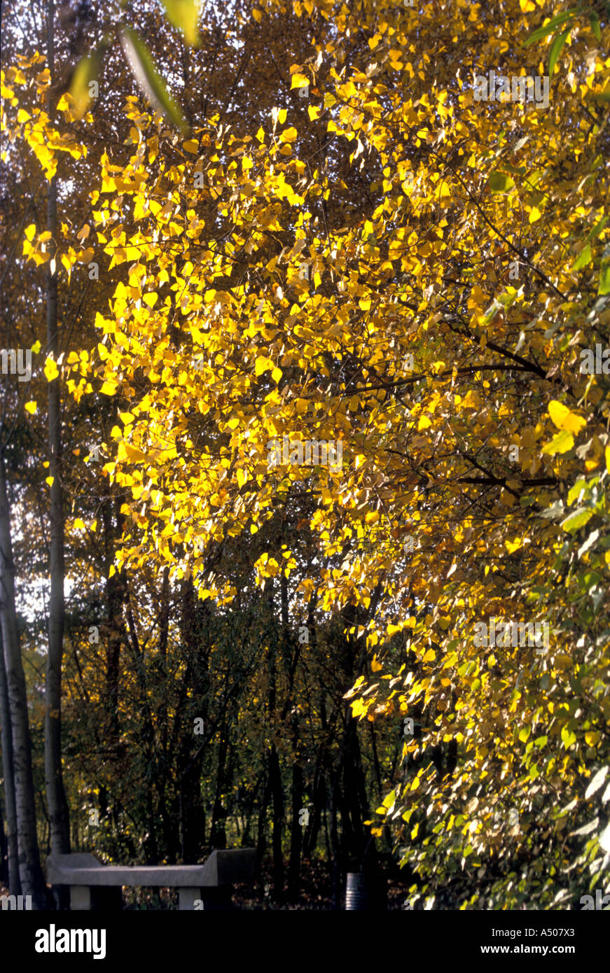 Autumn time in Jammu Kashmir India Stock Photo - Alamy