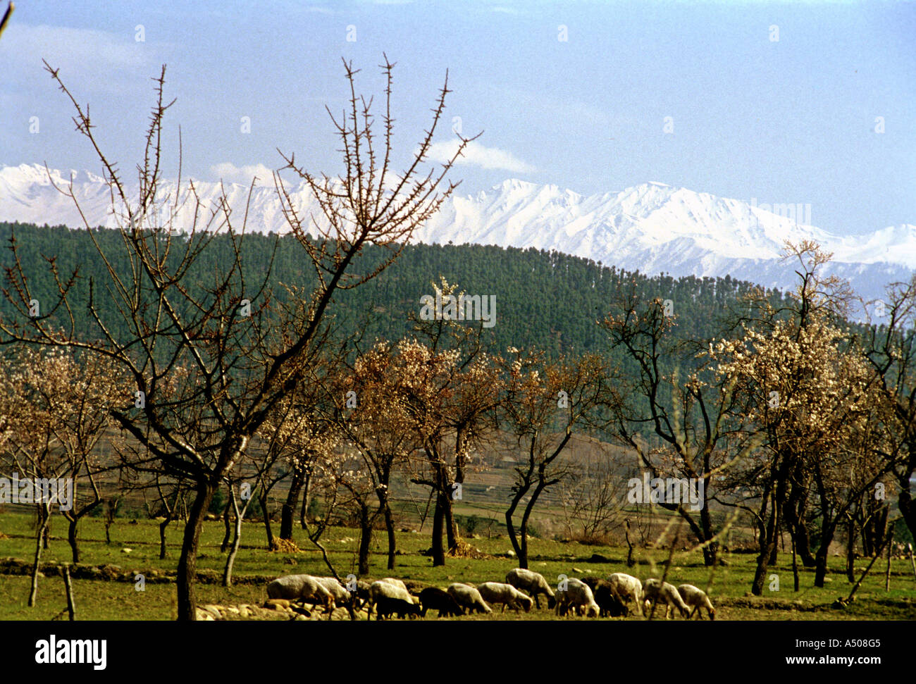 Landscape in Jammu Kashmir India Stock Photo - Alamy