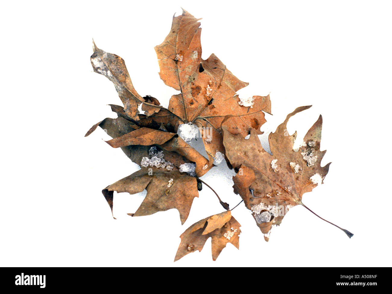 Chinar Leaves High Resolution Stock Photography and Images - Alamy