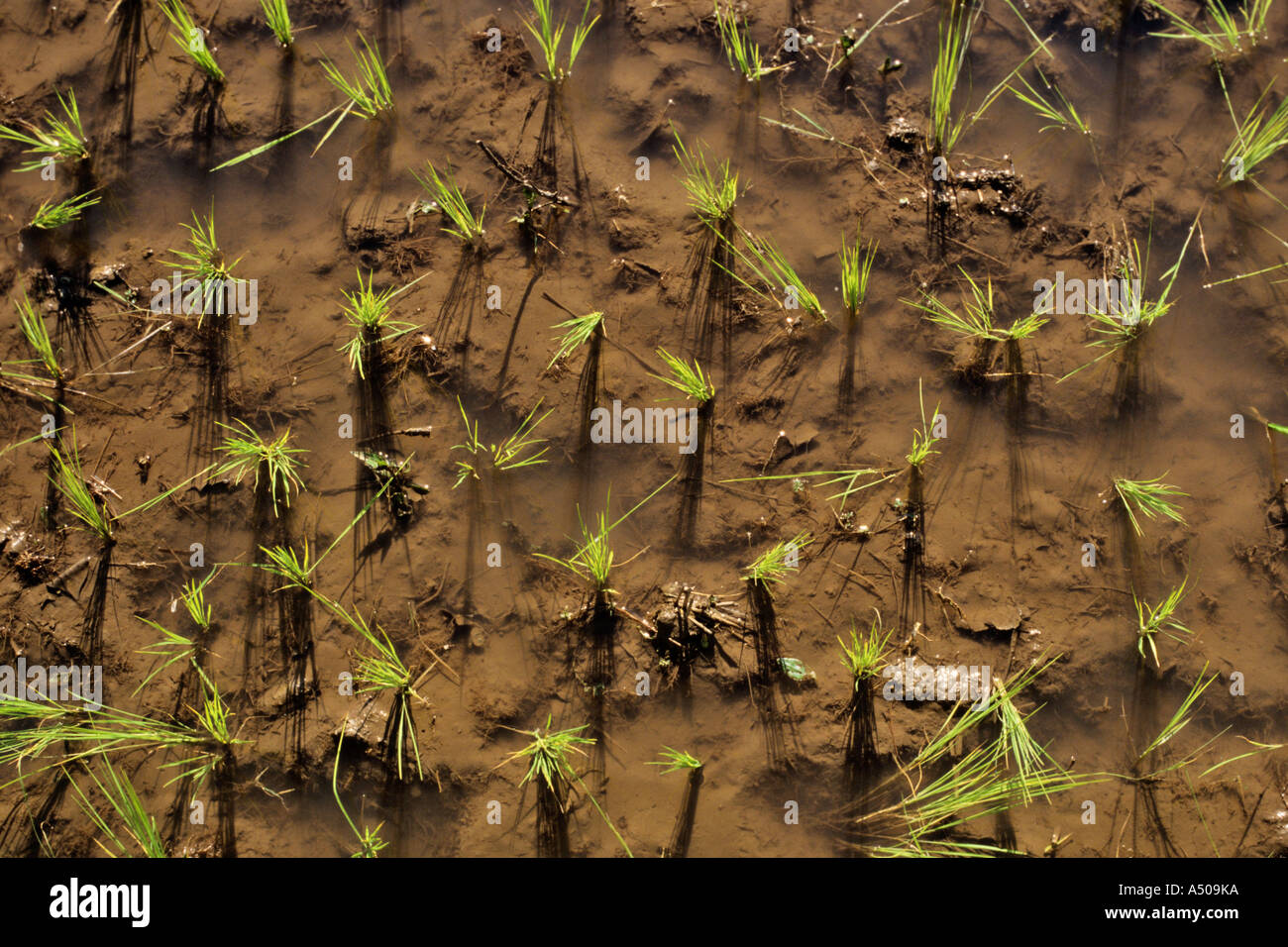 Paddy saplings hi-res stock photography and images - Alamy